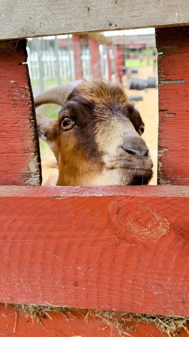 Hungry Goat At Petting Zoo Ocala - Ocala-News.com