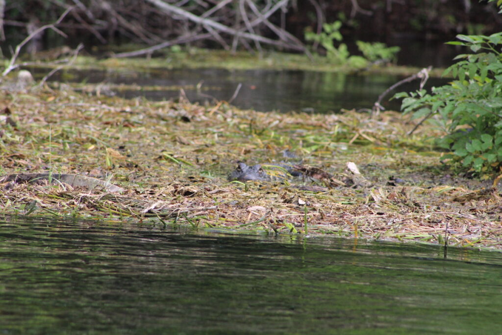 Alligator Taking Nap On The Rainbow River - Ocala-News.com