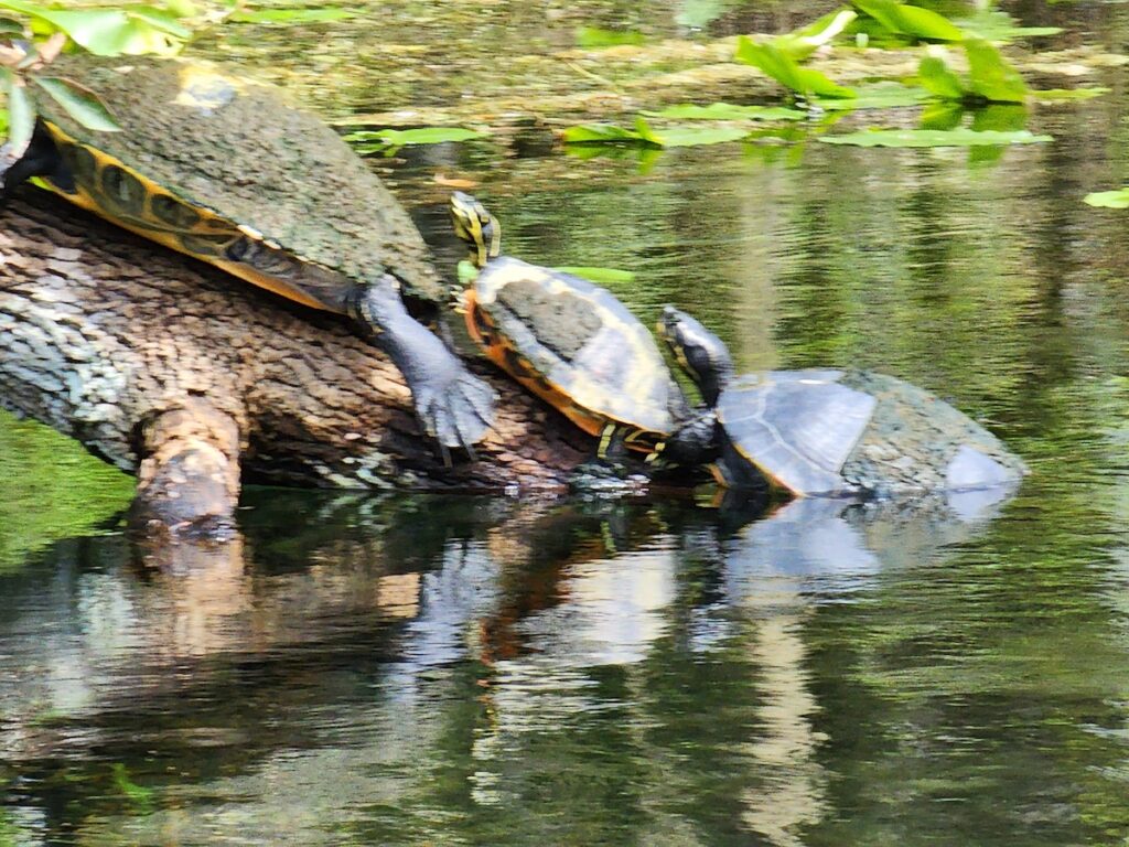 Turtle Family At Silver Springs State Park - Ocala-News.com