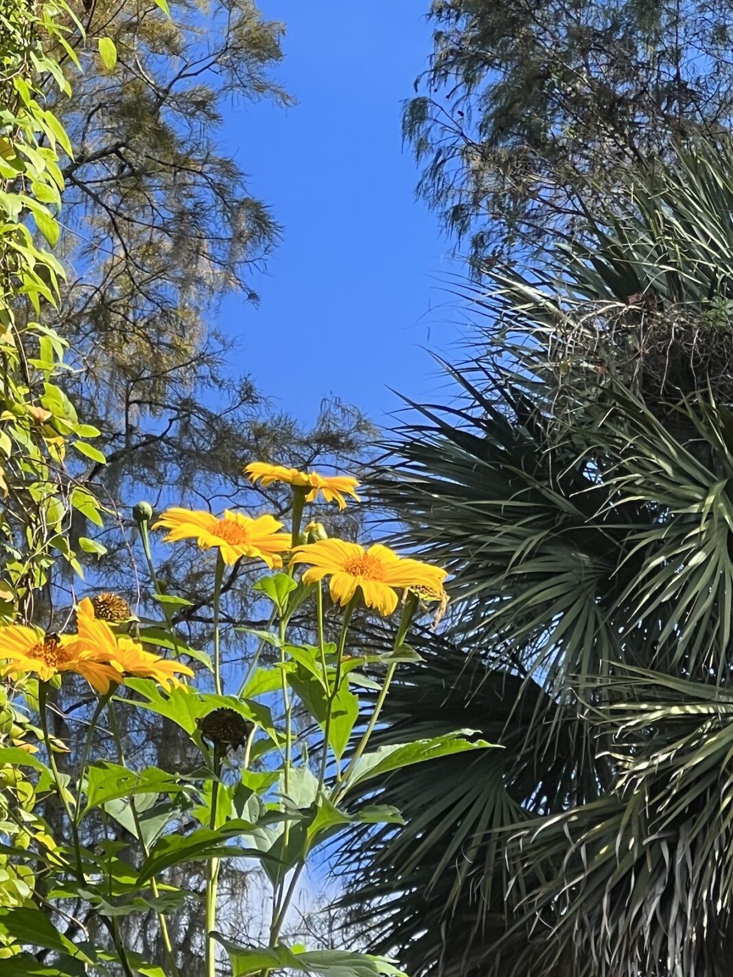 Flowers Blooming In Silver Springs State Park - Ocala-News.com