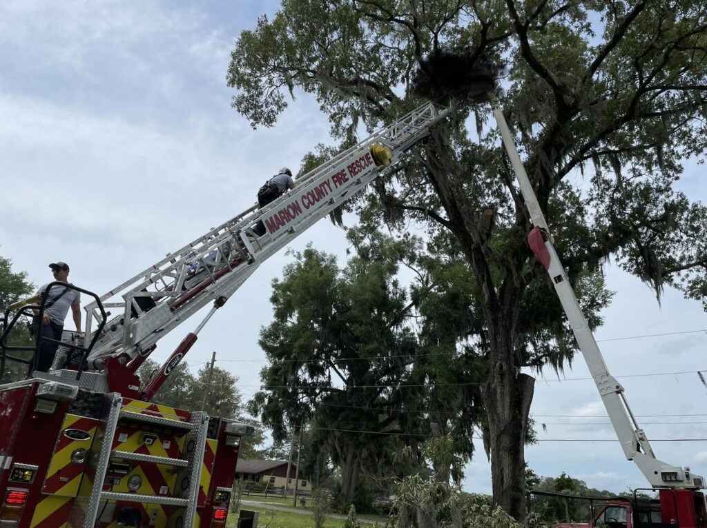 Marion firefighters rescue tree trimmer trapped above ground - Ocala ...