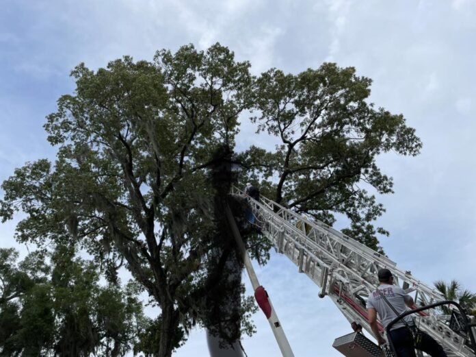 Marion firefighters rescue tree trimmer trapped above ground - Ocala ...