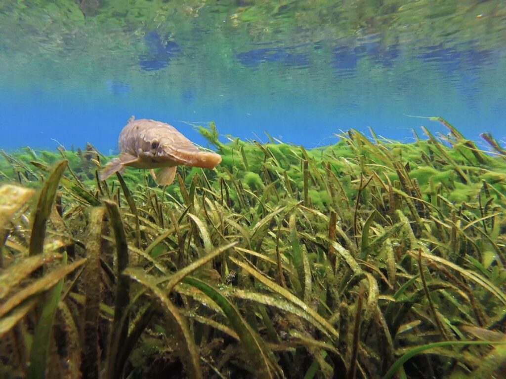 Gar swimming at Silver Springs State Park - Ocala-News.com