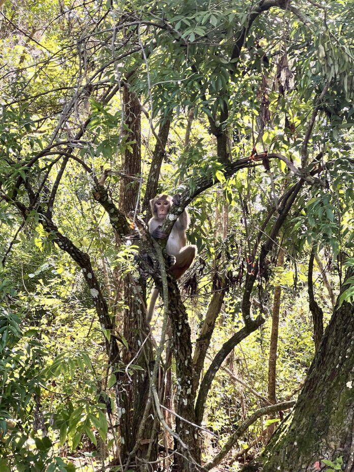 Wild rhesus macaque monkey at Silver Springs State Park - Ocala-News.com