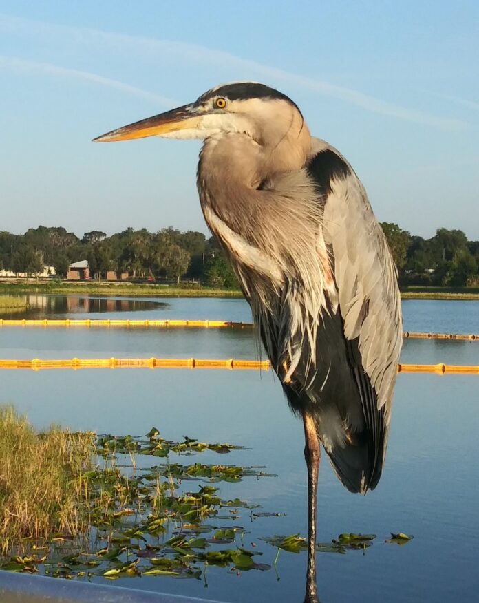 Great blue heron standing on one leg by Henderson Lake in Inverness ...