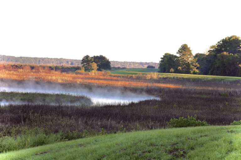Ocala National Forest included in bill to create Florida national park ...