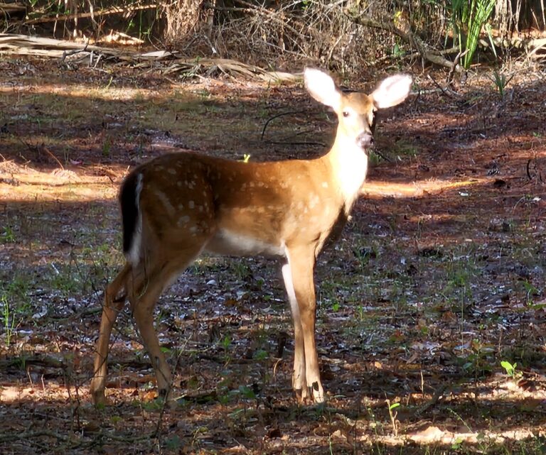 White-tailed deer at Carney Island Park in Ocklawaha - Ocala-News.com