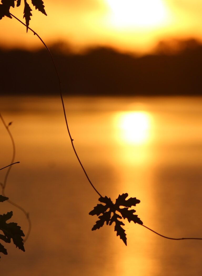 Misty morning sunrise on Lake Hernando - Ocala-News.com