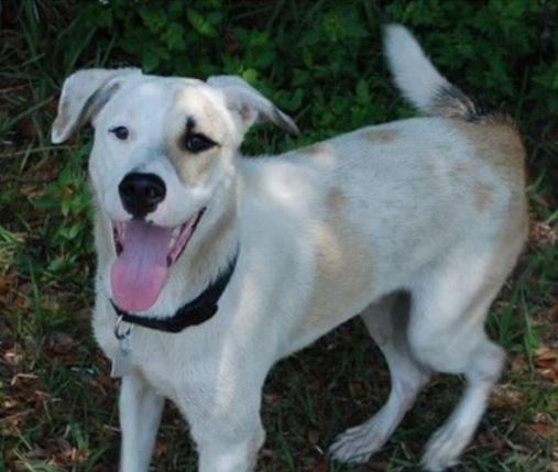 Dog rescued from deplorable conditions in Ocala reunites with former ...