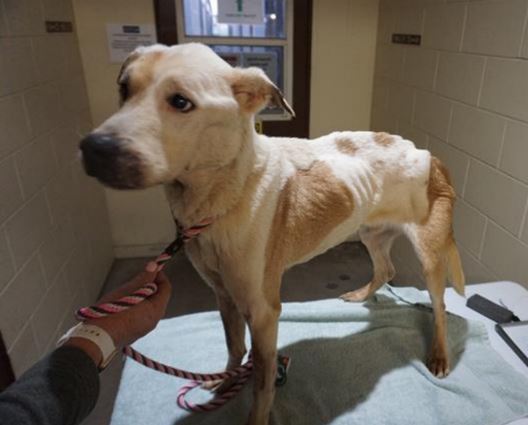 Dog rescued from deplorable conditions in Ocala reunites with former ...