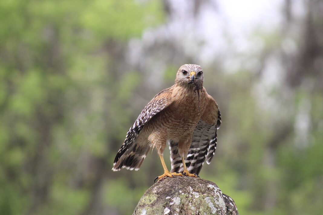 Red-shouldered hawk looking for breakfast at Silver Springs State Park ...
