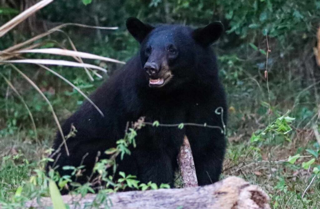 Black bear sighted at Carney Island Recreation & Conservation Area ...