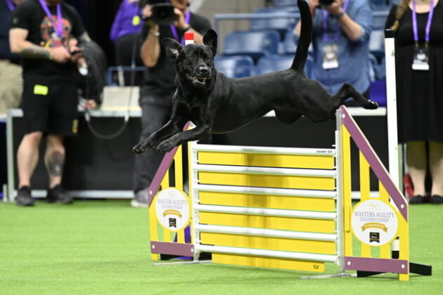 Ocala dogs competing in world's most prestigious dog show - Ocala-News.com
