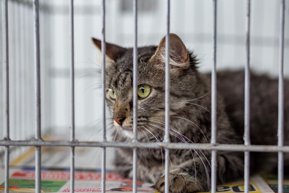 Marion County Animal Services pausing cat intakes, adoptions due to ...