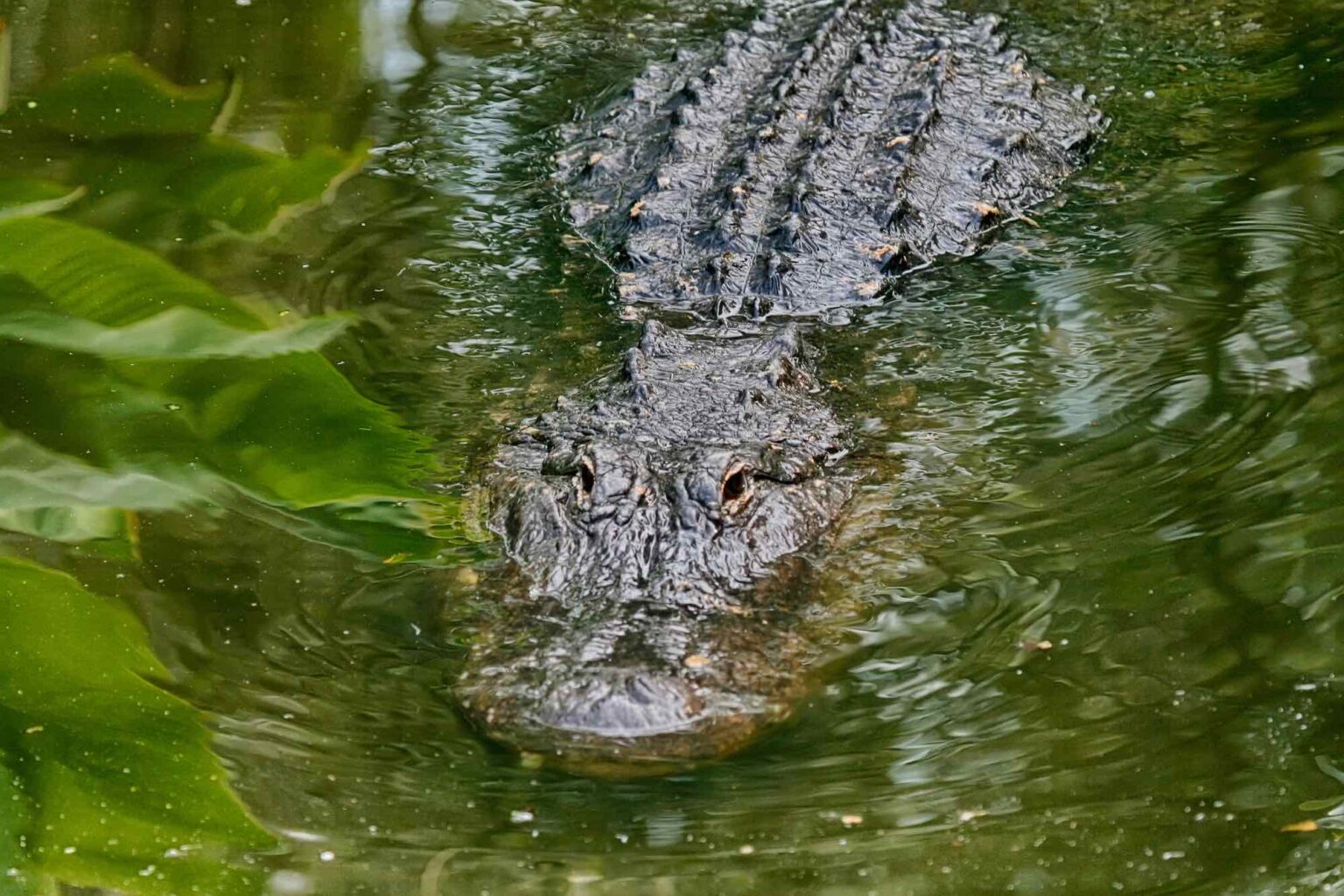 10-ft alligator removed from Ocala National Forest rec area ending ...