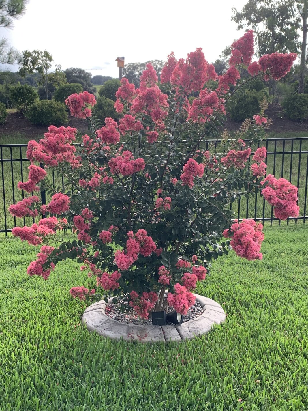 Beautiful crape myrtle blooming in Stone Creek - Ocala-News.com