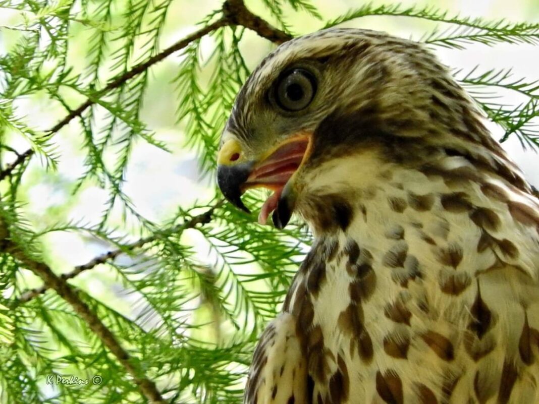 Close-up of red-shouldered hawk in Silver Springs - Ocala-News.com
