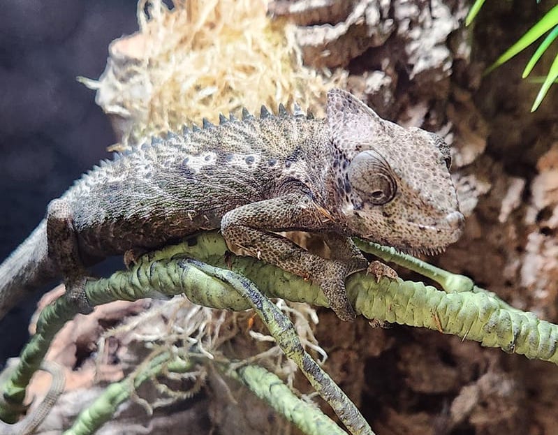 New exotic reptile pet store serving Ocala - Ocala-News.com