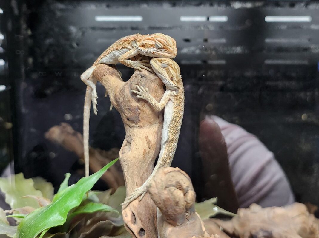 New exotic reptile pet store serving Ocala - Ocala-News.com