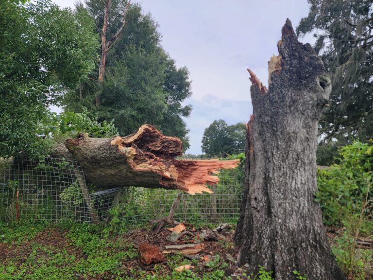 Ocala residents share more photos of hurricane damage, trees on ...