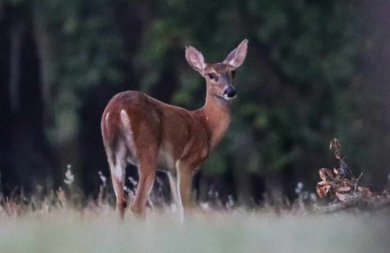 Beautiful white-tailed deer at Carney Island Recreation & Conservation ...