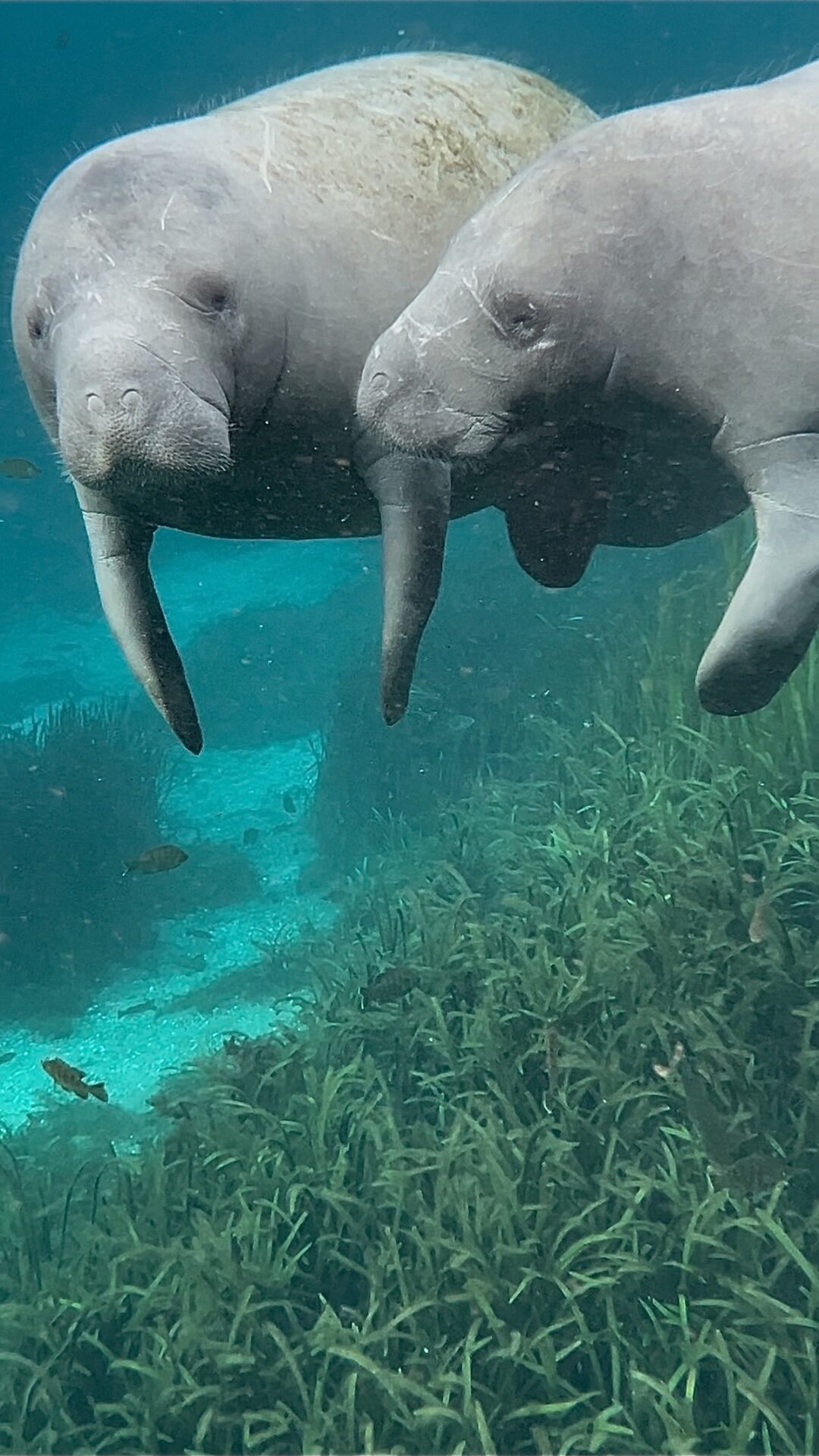 Mother manatee and calf swimming in the Silver River - Ocala-News.com