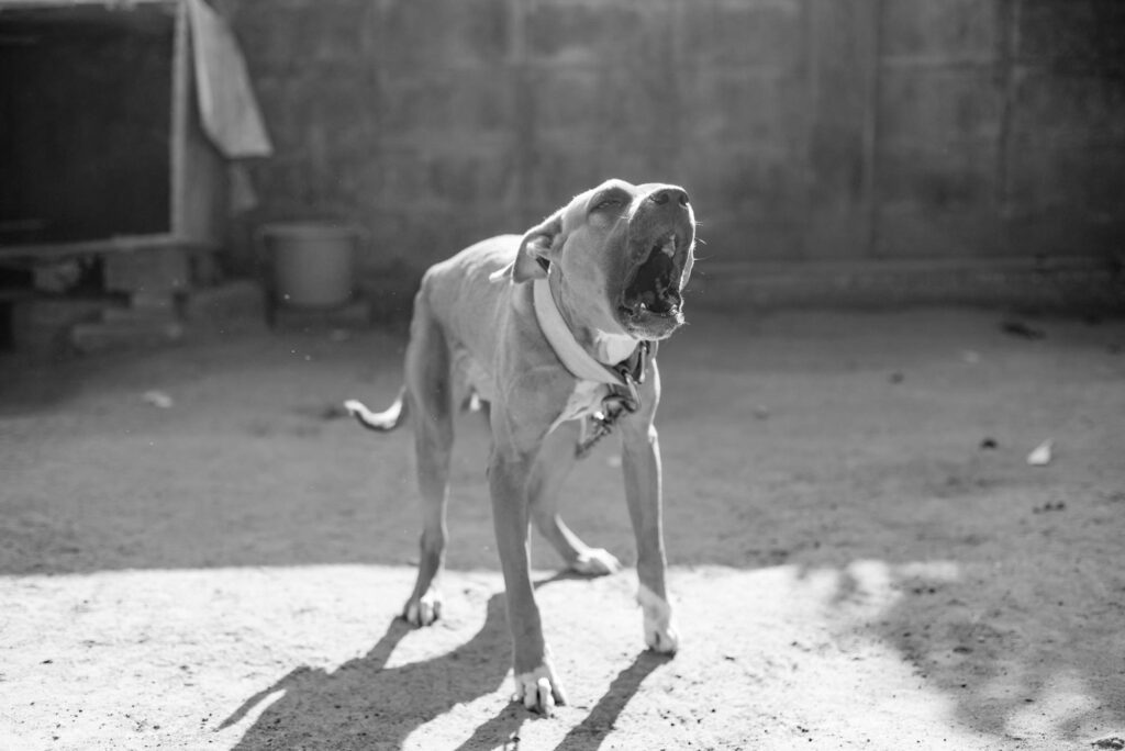 Three 'aggressive' pit bulls killed by Ocala police - Ocala-News.com