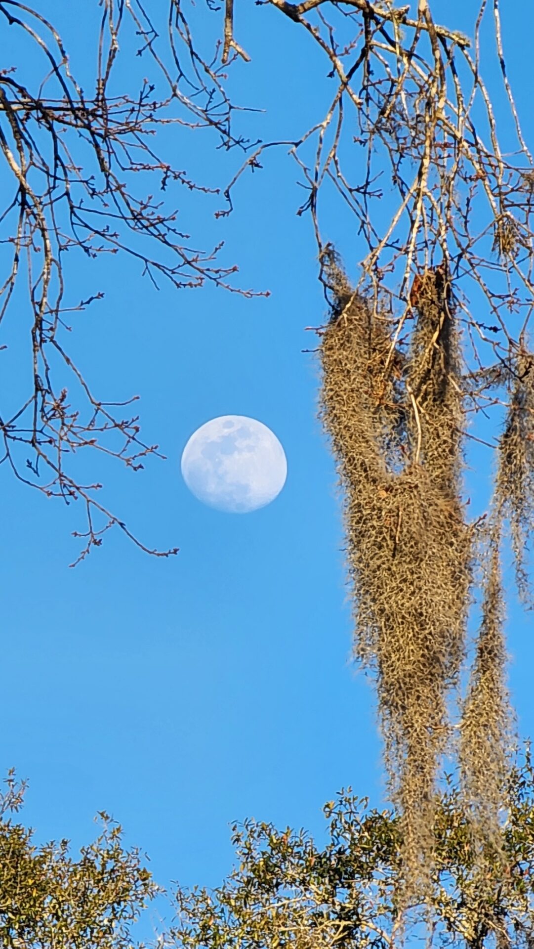 Moon rising over Ocala's Glynwood neighborhood - Ocala-News.com