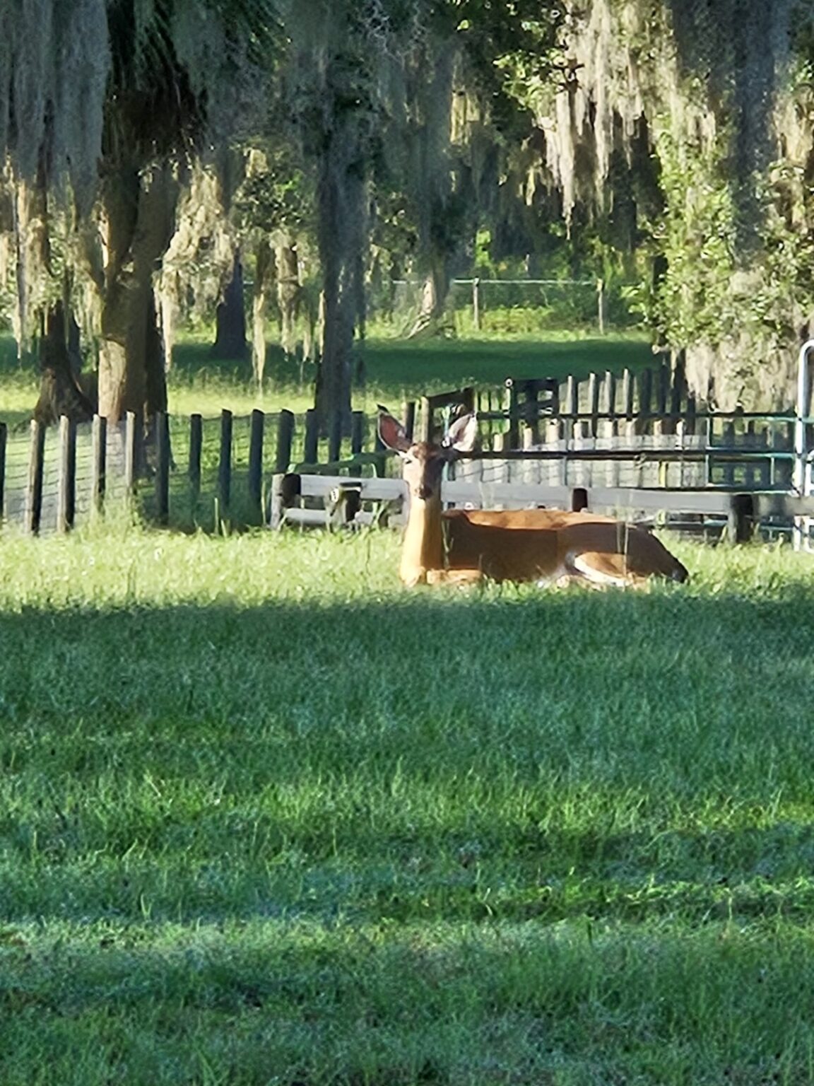 Deer getting early morning rest in Ocala - Ocala-News.com