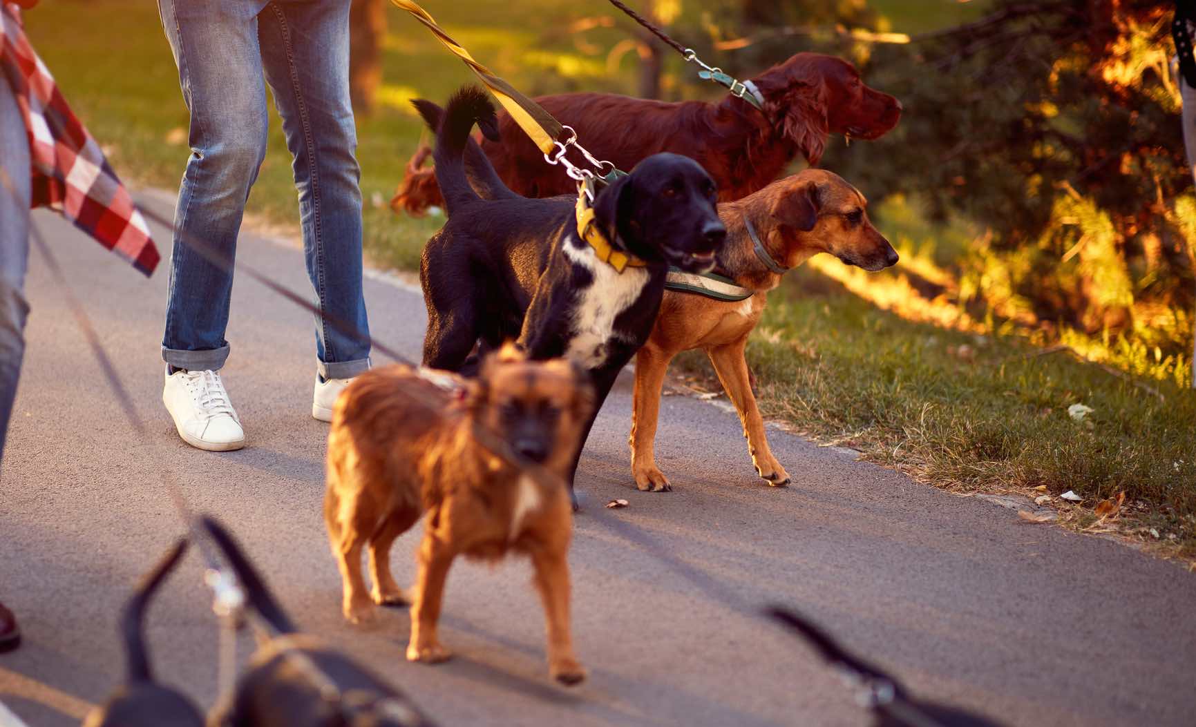 Volunteers needed to walk dogs at Silver Springs State Park this ...