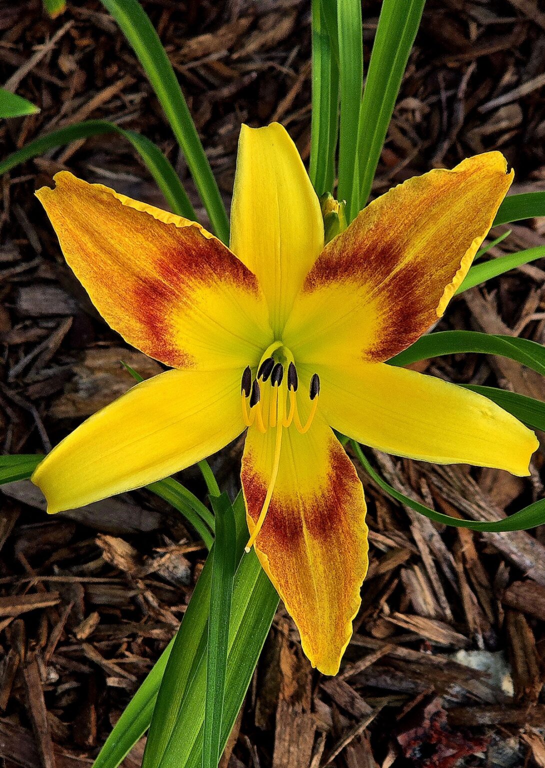 Early morning bloom of Tiger Swirl Daylily in Dunnellon hummingbird ...
