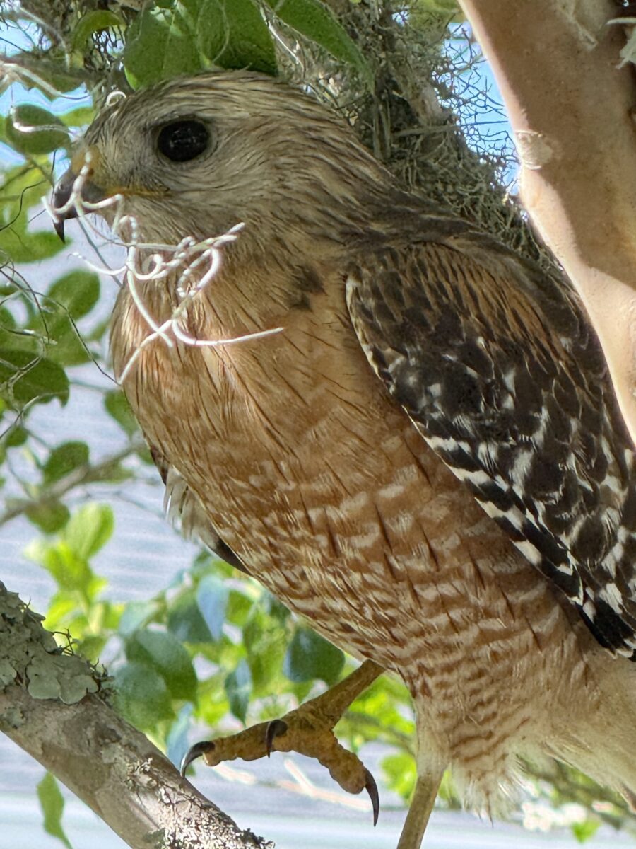 Red-shouldered hawk visits Ocala neighborhood - Ocala-News.com