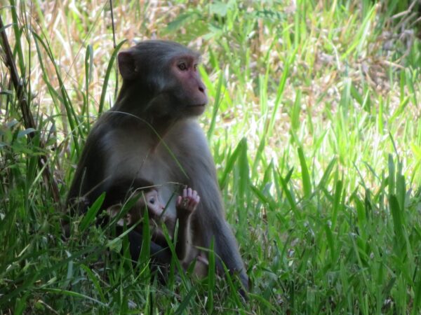 Kayakers capture video of monkeys jumping into water at Silver Springs ...