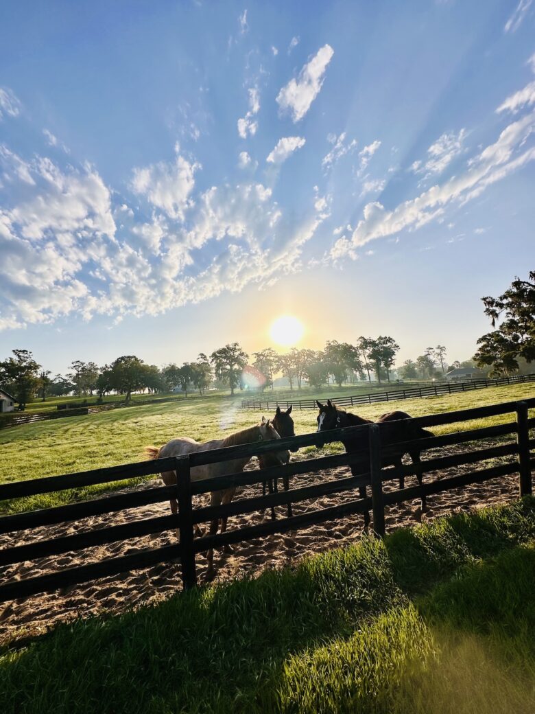 Beautiful sunset over Ocala horse pasture - Ocala-News.com