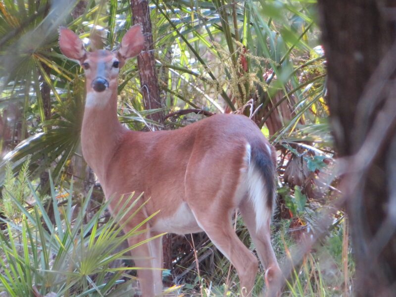 Beautiful white-tailed deer at Silver Springs Conservation Area - Ocala ...