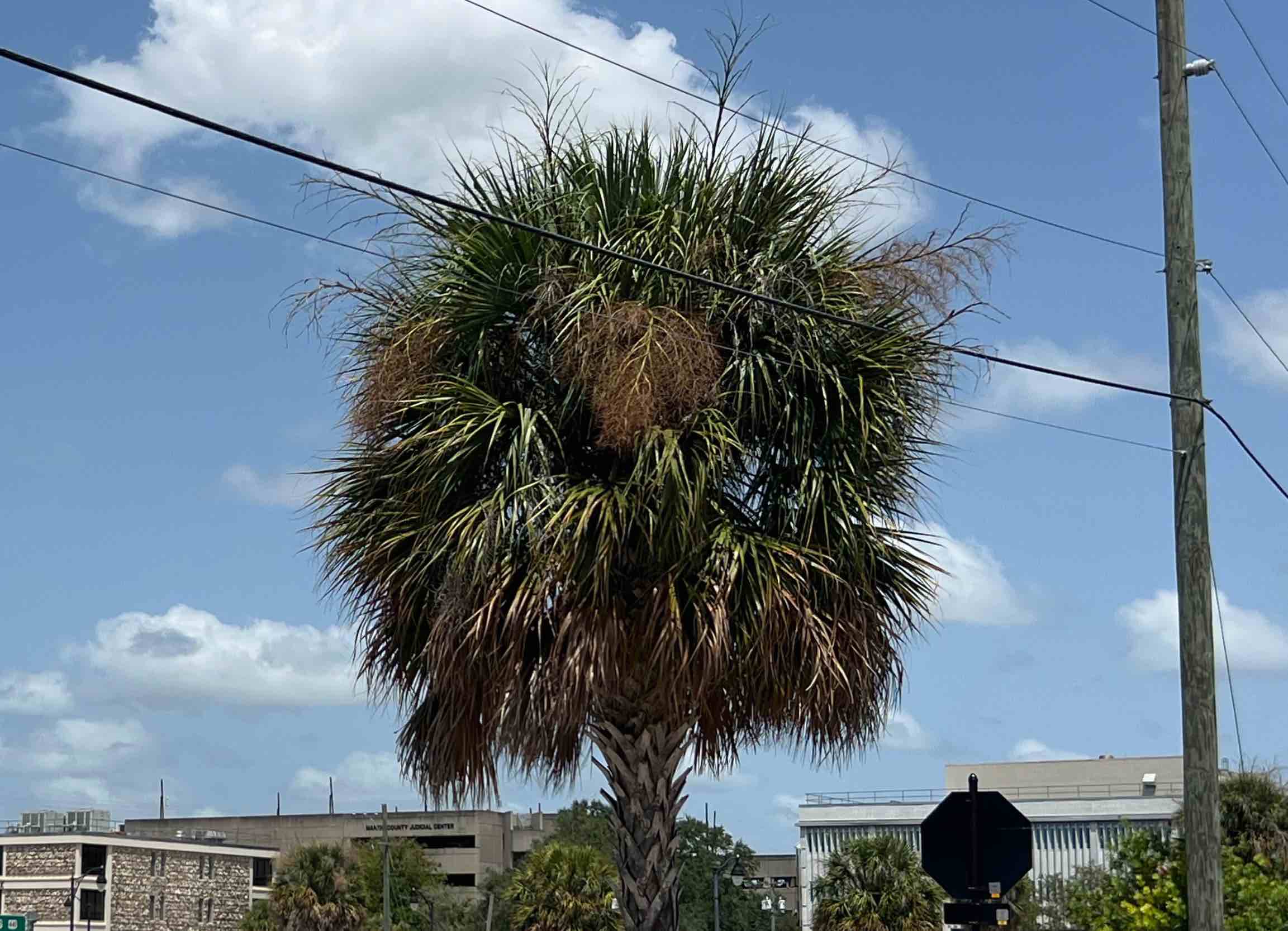 Ocala farmer warns of lethal disease killing local palm trees - Ocala ...