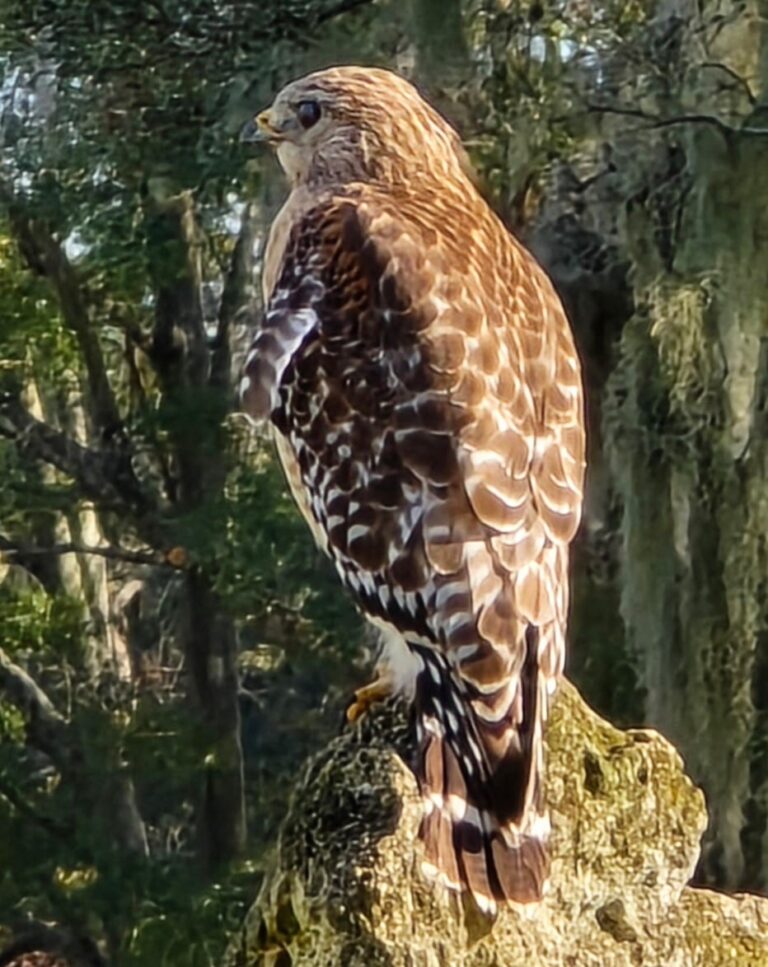 Red-shouldered hawk watching action at the Royal Oaks Golf Course in ...