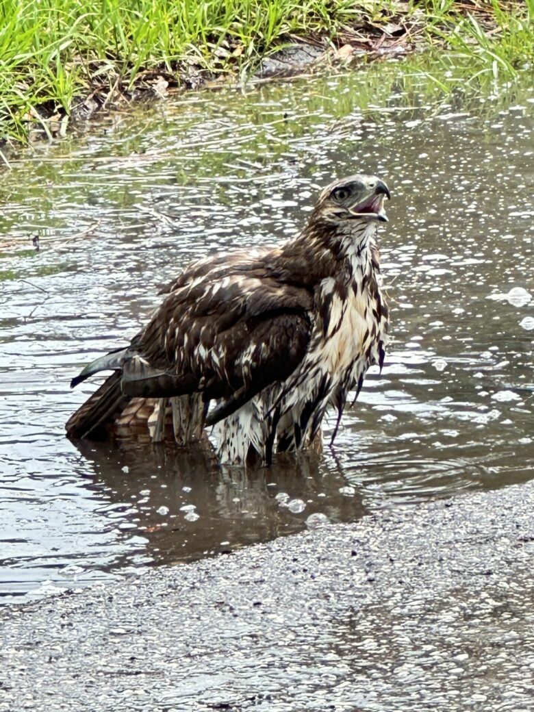 Red-tailed hawk bathing in Belleview rain puddle - Ocala-News.com
