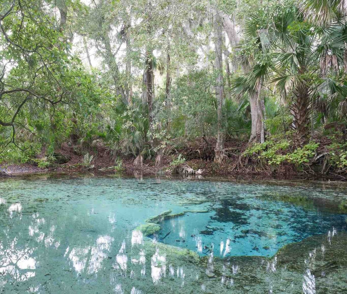'Protect Ocala National Forest': Petition opposing bill to create ...