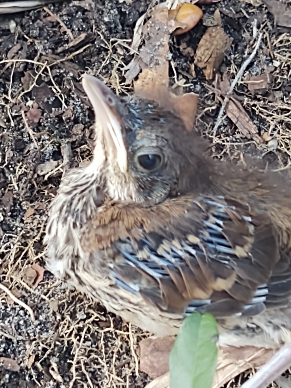 Young bird in the Ocala National Forest - Ocala-News.com