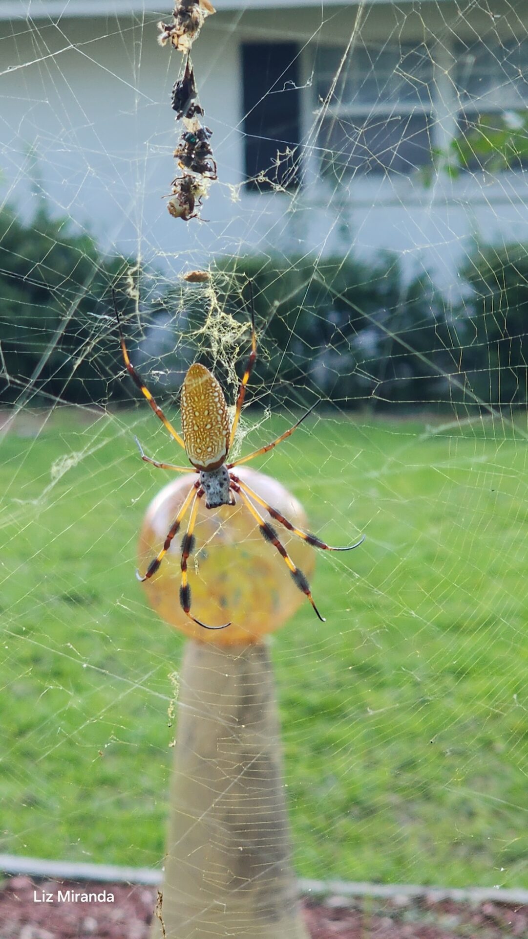 Banana spider in Ocala’s Glynwood neighborhood - Ocala-News.com