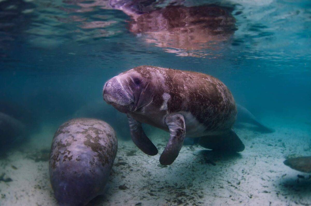 Ocala senior citizens invited to see manatees on river tour - Ocala ...