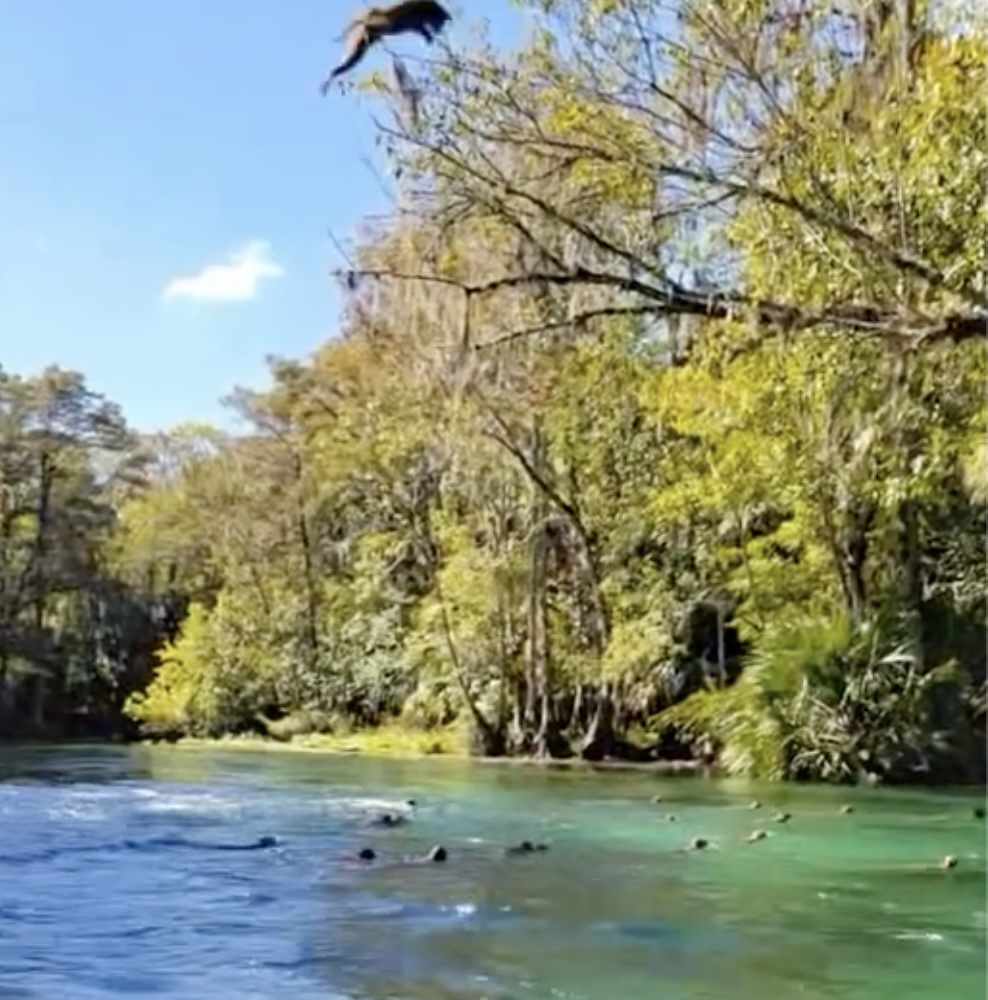 Kayakers capture video of monkeys jumping into water at Silver Springs ...