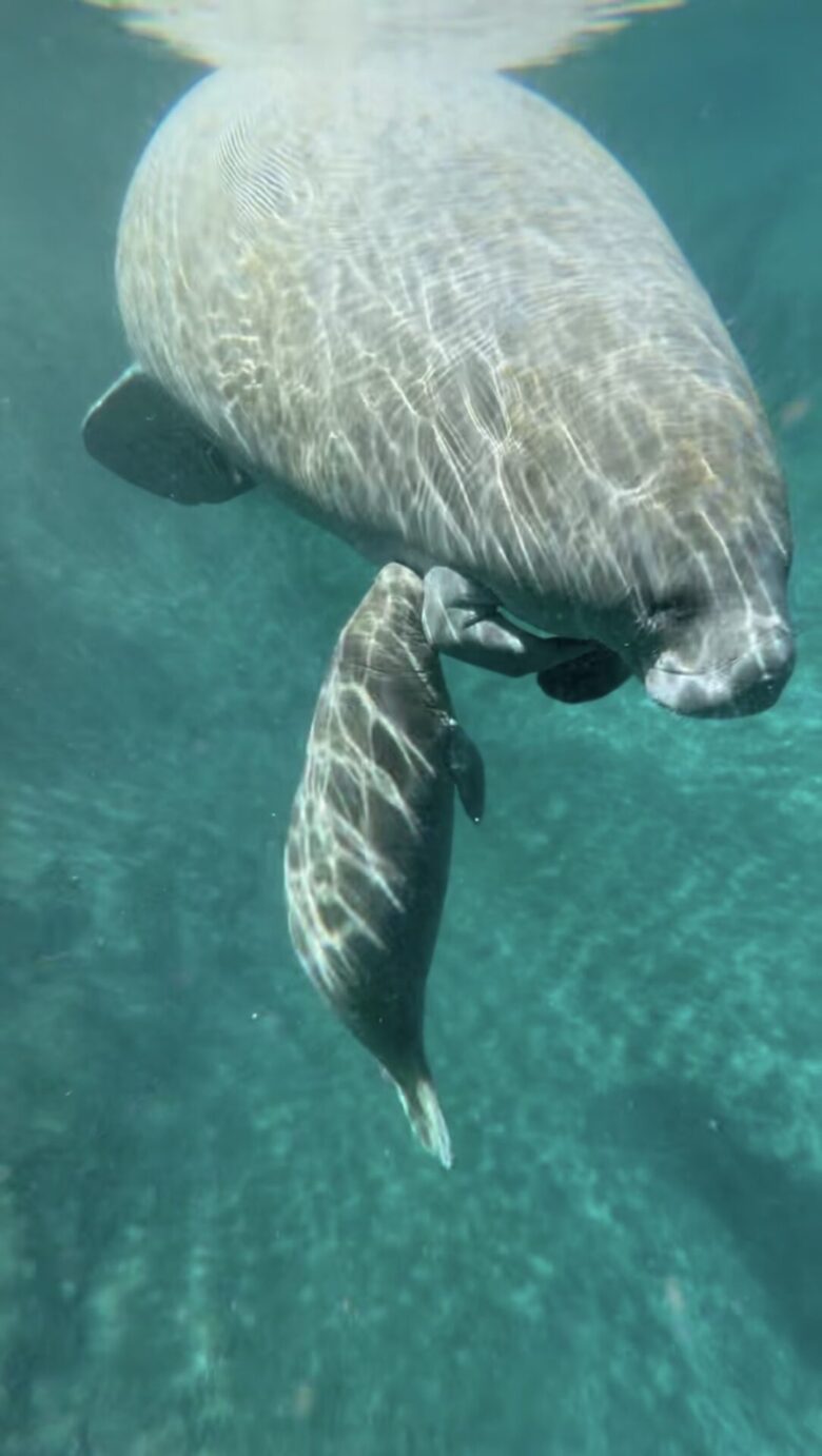 Manatee and baby on the Silver River - Ocala-News.com