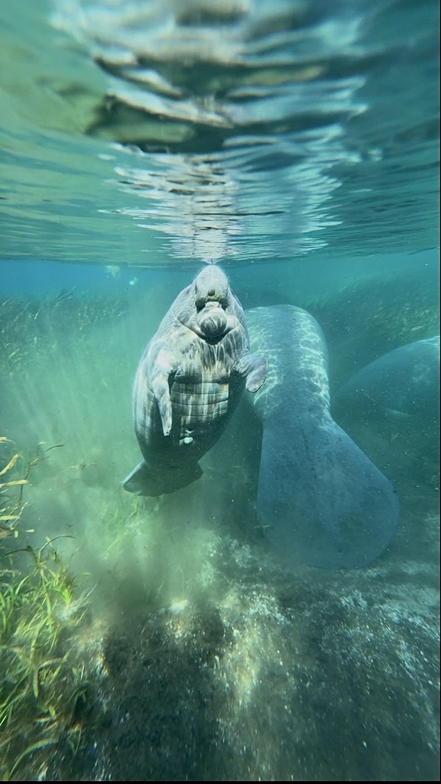 Baby manatee cheesing for the camera on the Silver River - Ocala-News.com