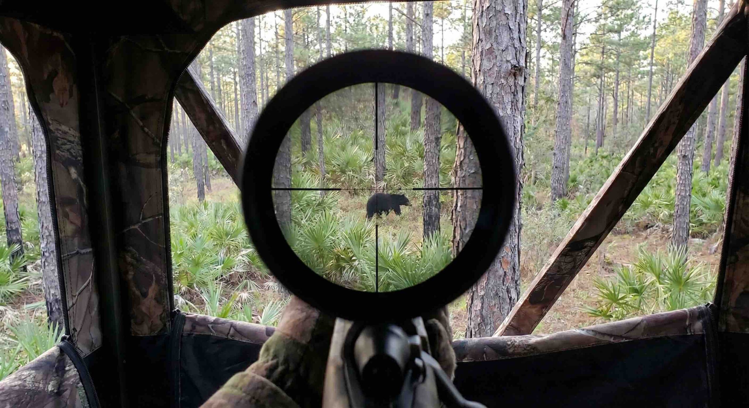52 bears killed during Florida's 2025 hunt; local impact remains ...