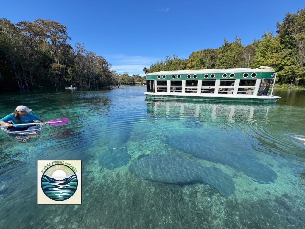Kayak encounters manatees on the Silver River - Ocala-News.com