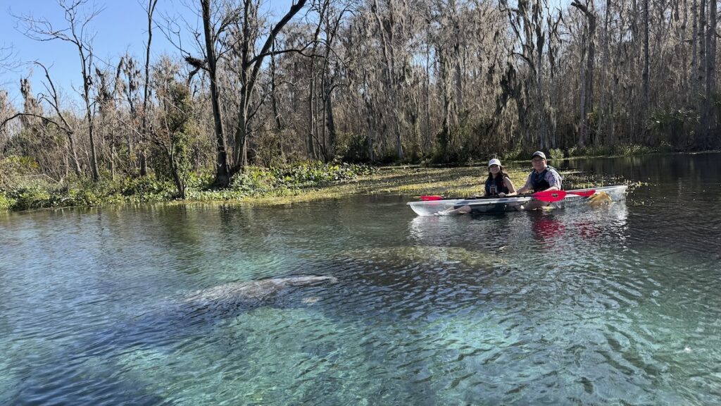 Manatees spotted by kayakers on the Silver River - Ocala-News.com