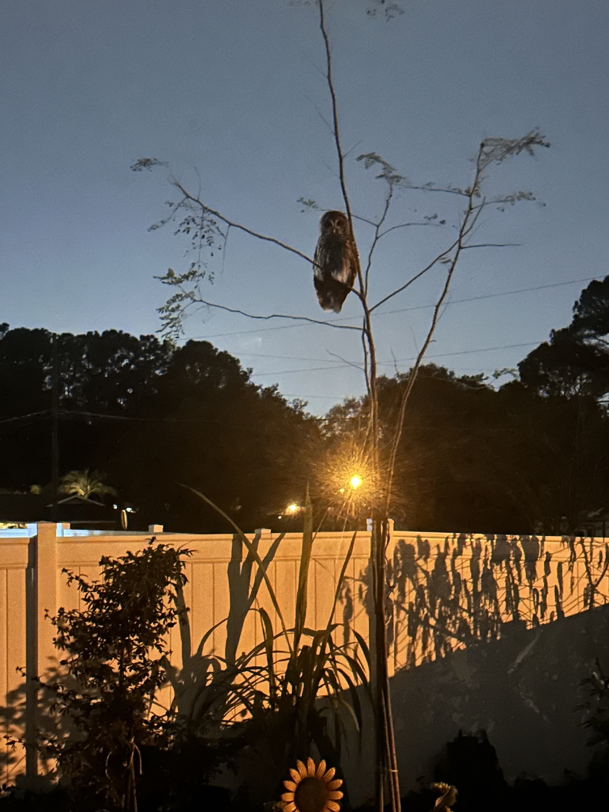 Barred owl visiting Ocala backyard at sunset - Ocala-News.com