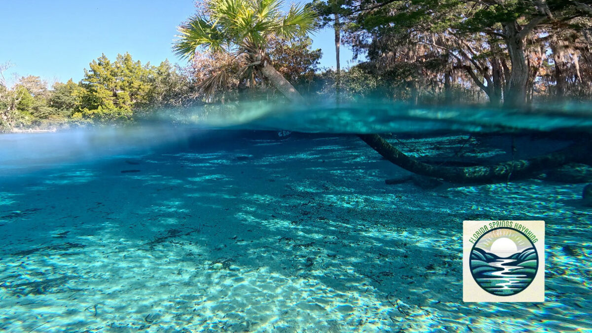 Beautiful palm tree in the Ocala National Forest - Ocala-News.com